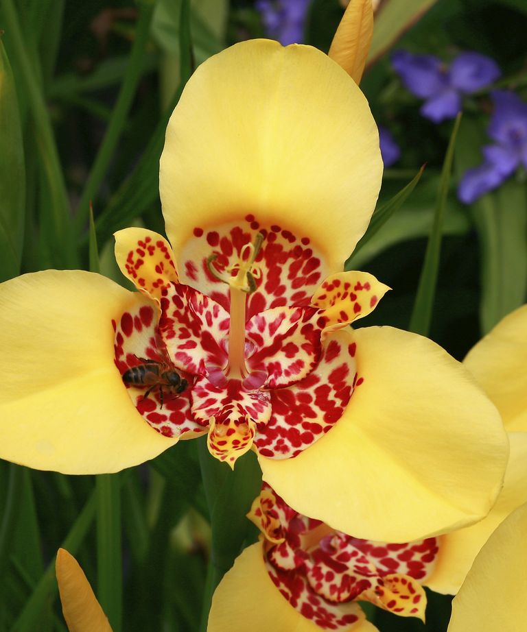 Best tropical plants: 24 top picks to give your plot an exotic look ...