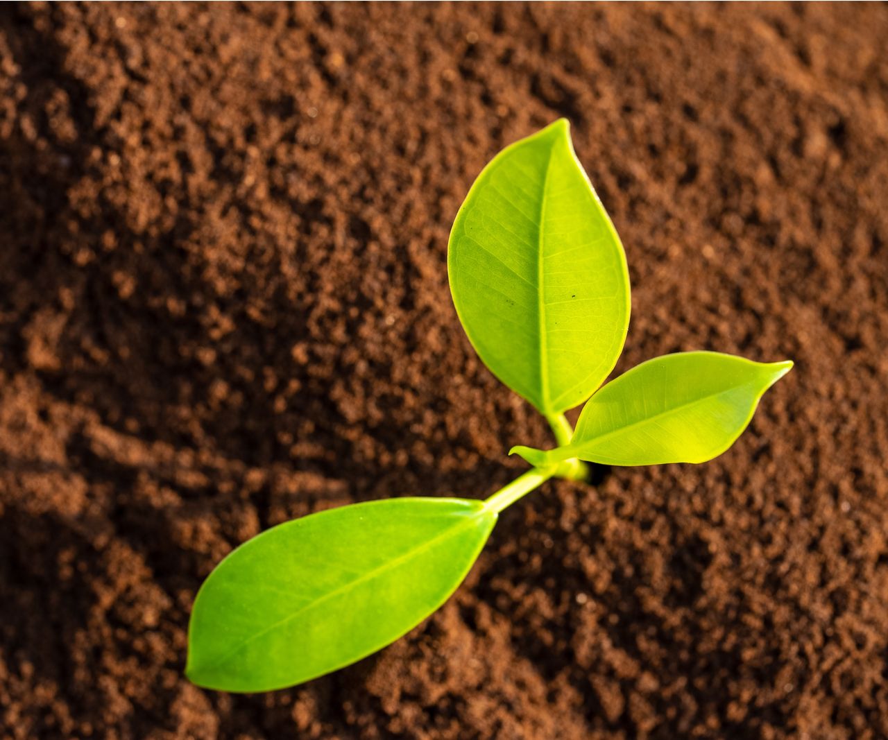 8 unexpected benefits of growing clover in your yard | Homes and Gardens