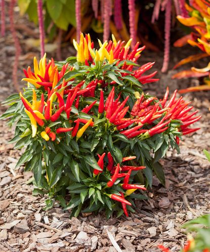 Ornamental peppers – what are they and how do you grow them? | Homes ...