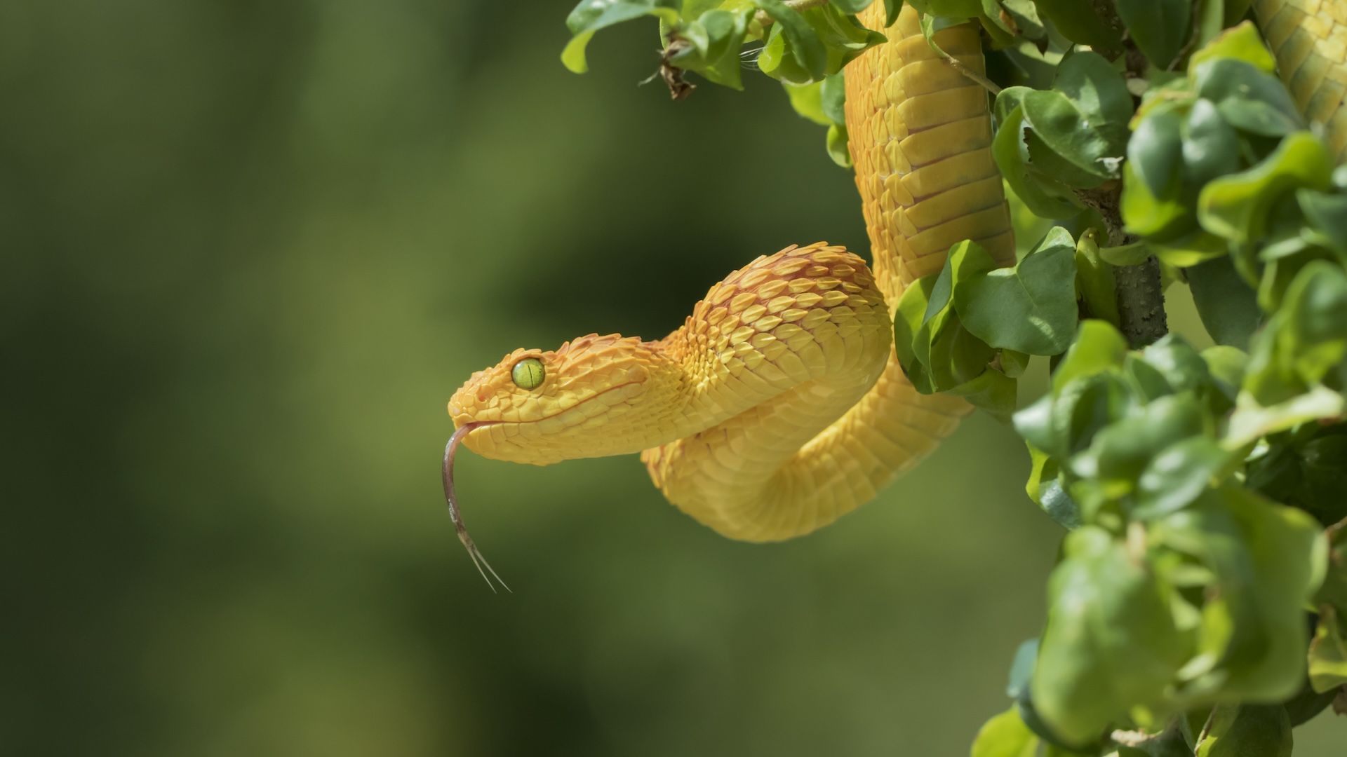 Snakes: News, features and articles | Live Science