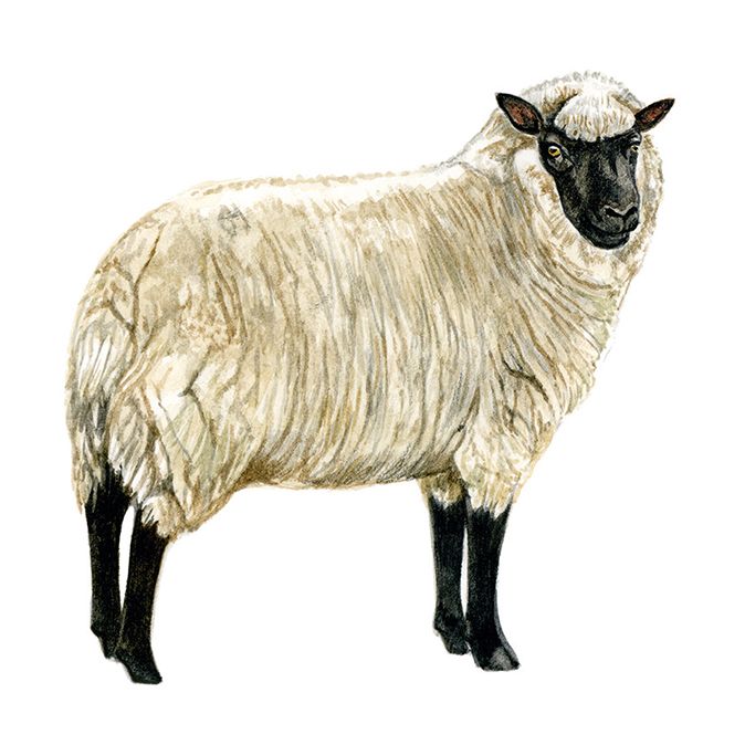 21 native British sheep breeds and how to recognise them | Country Life