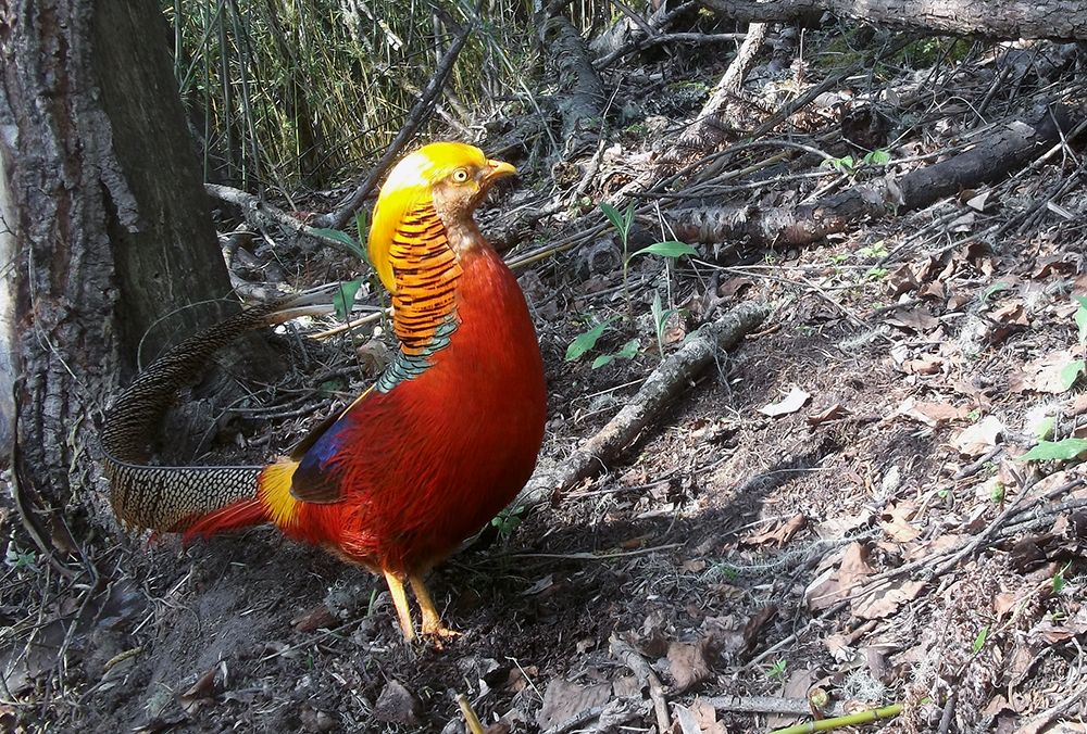 Gallery: China's Rare Creatures Caught on Camera | Live Science