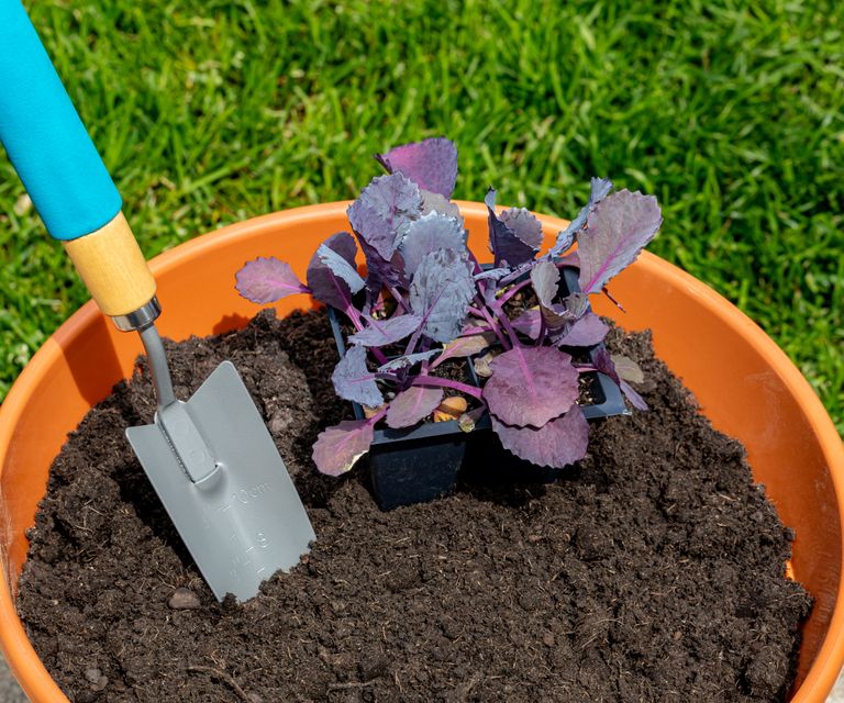 How to grow cabbages in containers in smaller gardens | Homes and Gardens