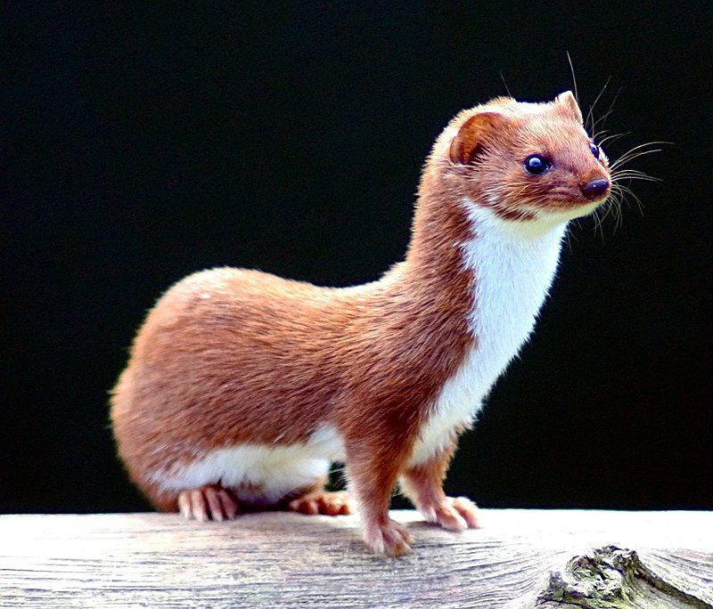 13 things you never knew about weasels, from taking on rabbits to ...