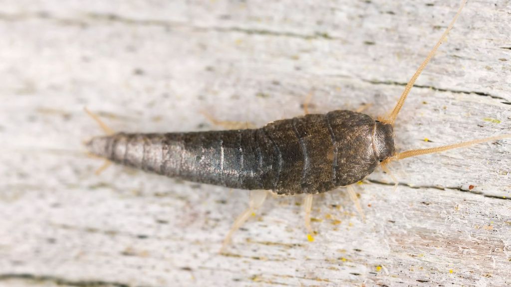 How to get rid of silverfish: 5 expert-approved methods | Homes and Gardens