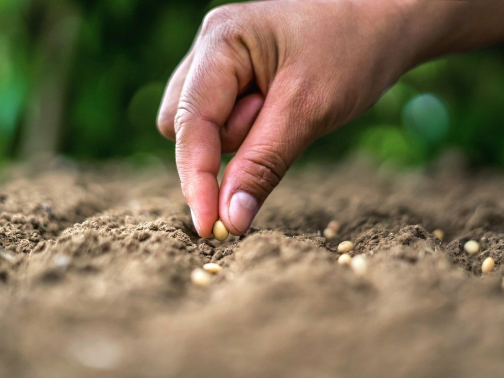 Why Direct Sow Seeds - Benefits Of Sowing Seeds Directly In The Garden ...