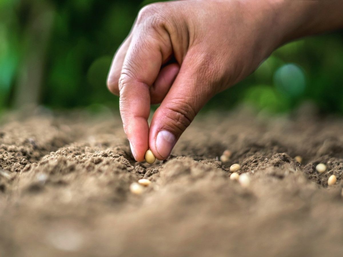 Why Direct Sow Seeds - Benefits Of Sowing Seeds Directly In The Garden ...