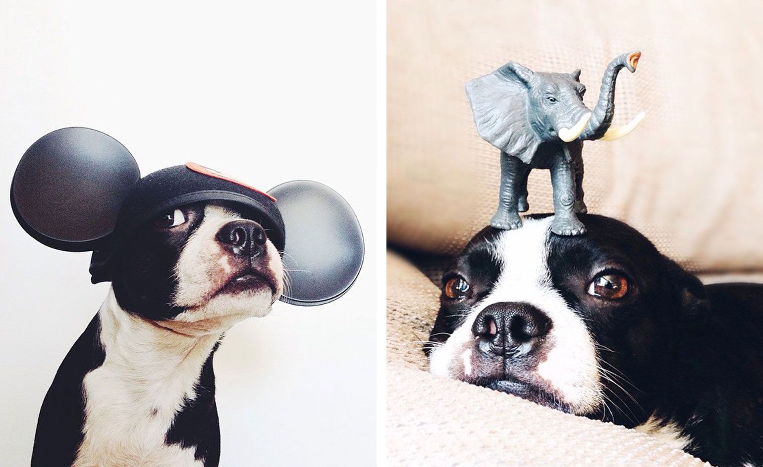 Doggy style: the most stylish dogs of Instagram | Wallpaper