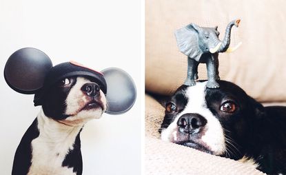 Doggy style: the most stylish dogs of Instagram | Wallpaper*