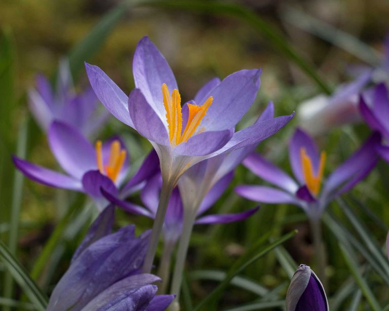 Types of crocus: 12 spring-flowering bulbs | Gardeningetc