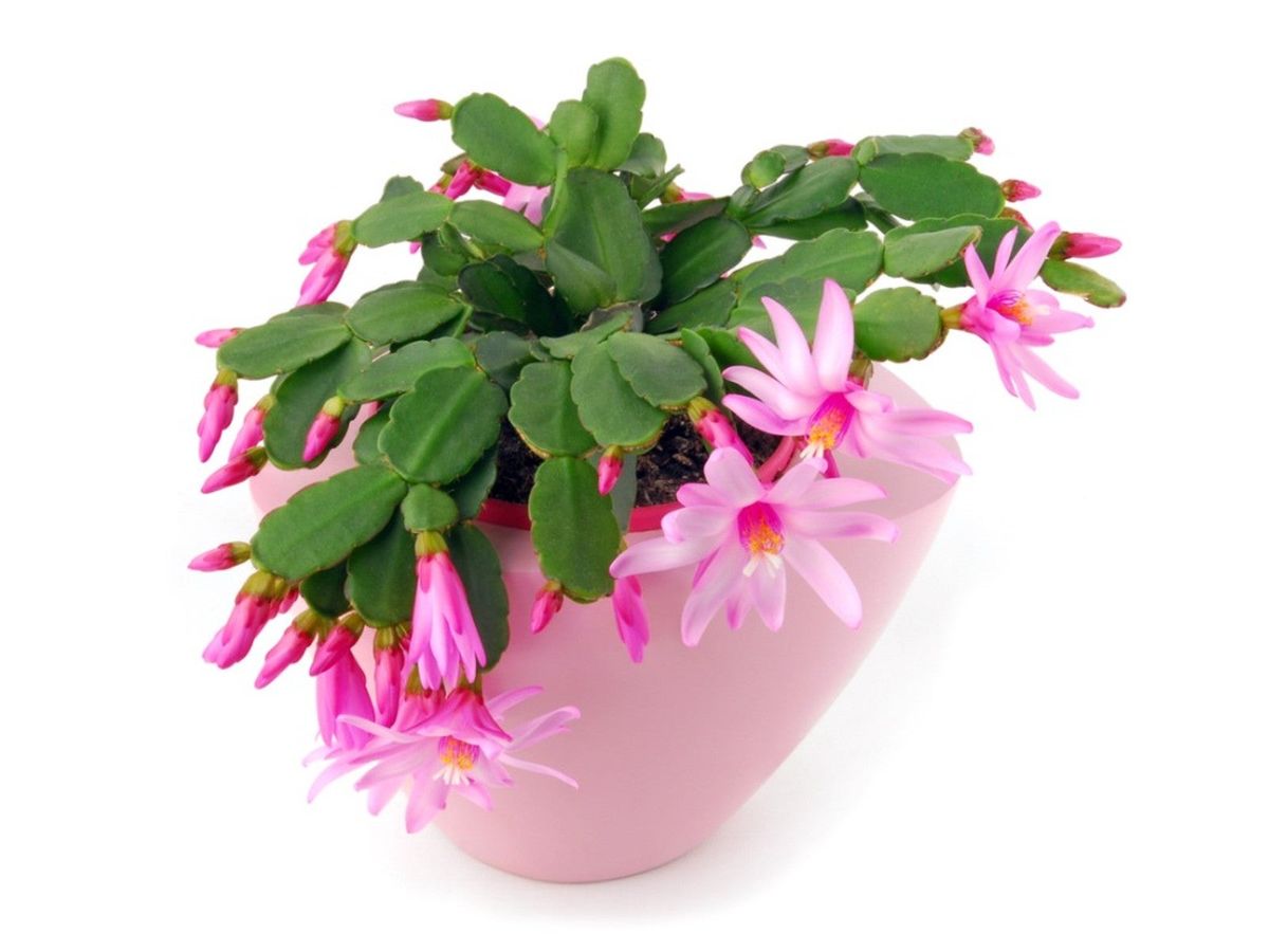 Easter Cactus Leaves Falling Off And Other Common Problems | Gardening ...