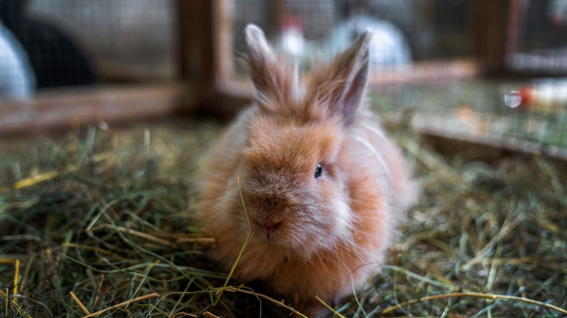 What do rabbits need in their cage? A complete checklist for a ...