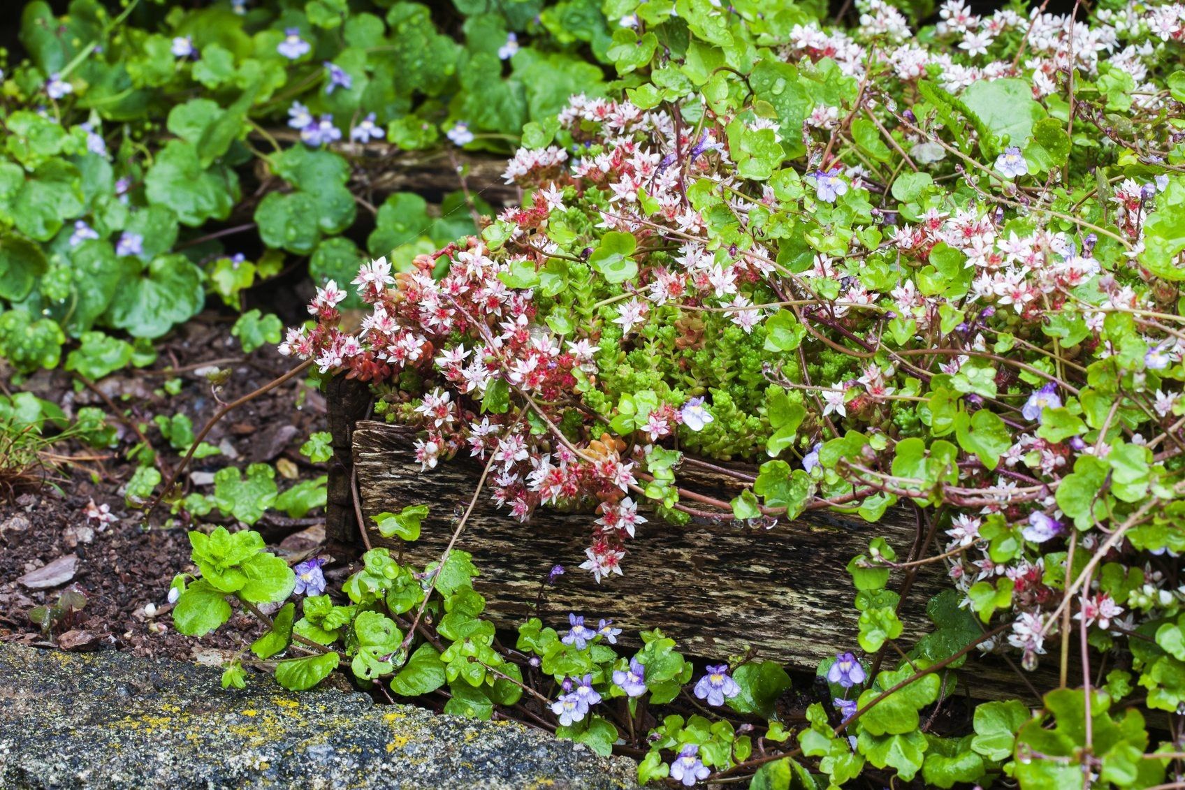 Caring For English Stonecrop Plants - How To Grow English Stonecrop ...
