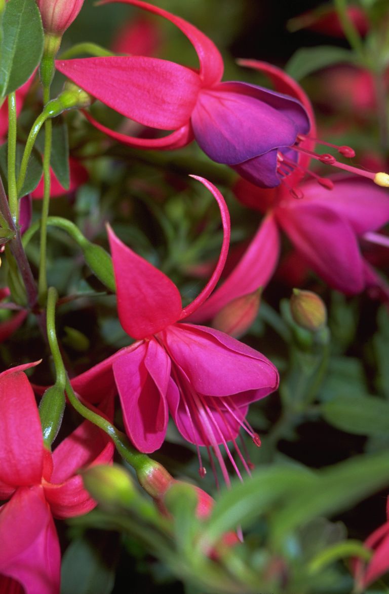 How to grow fuchsias: make them the centrepiece of your borders, pots ...