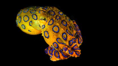 The world's most unique and colourful sea creatures - in pictures ...