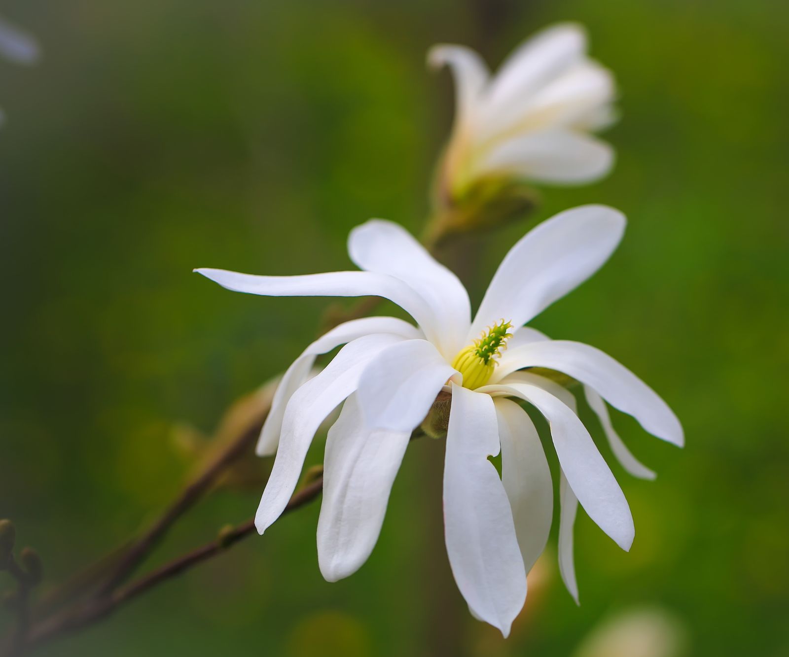 Best shade-tolerant trees to plant this spring | Homes and Gardens