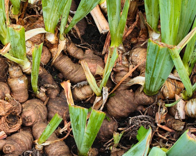 Complete Guide To Dividing & Transplanting Irises | Gardening Know How