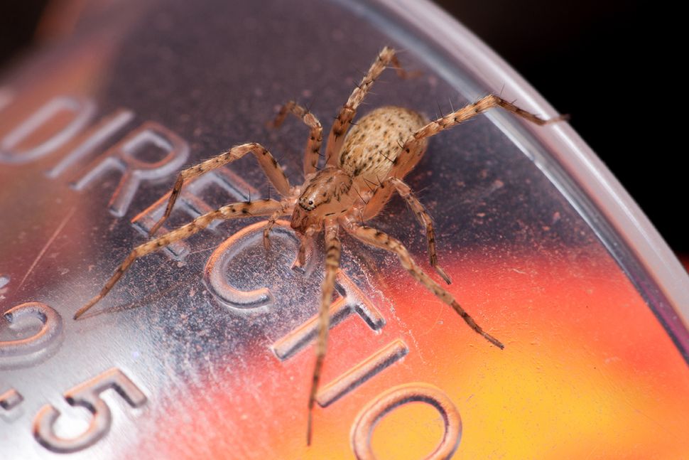 Photos: 15 Insects and Spiders That May Share Your Home | Live Science