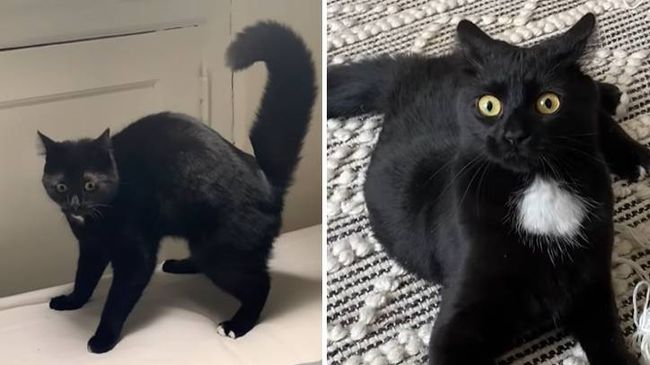 Meet Andrea von Speed, TikTok's fast reaction feline | PetsRadar