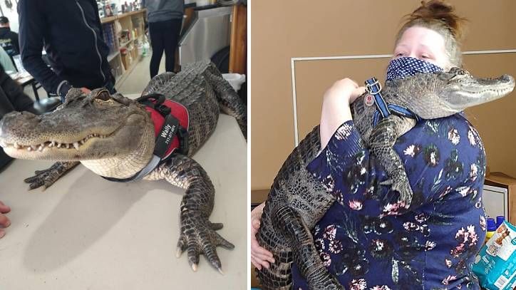 Emotional support alligator who loves giving hugs battles it out to be ...