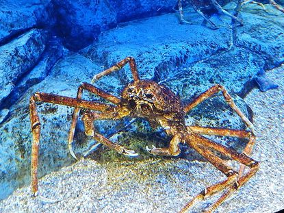 How to enjoy spider crab | Country Life