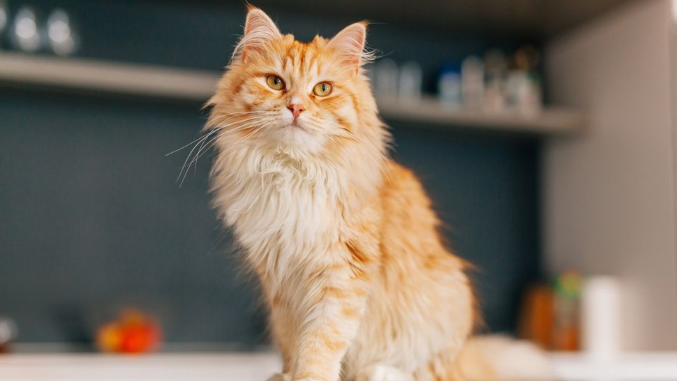 32 types of show-breed cats | PetsRadar