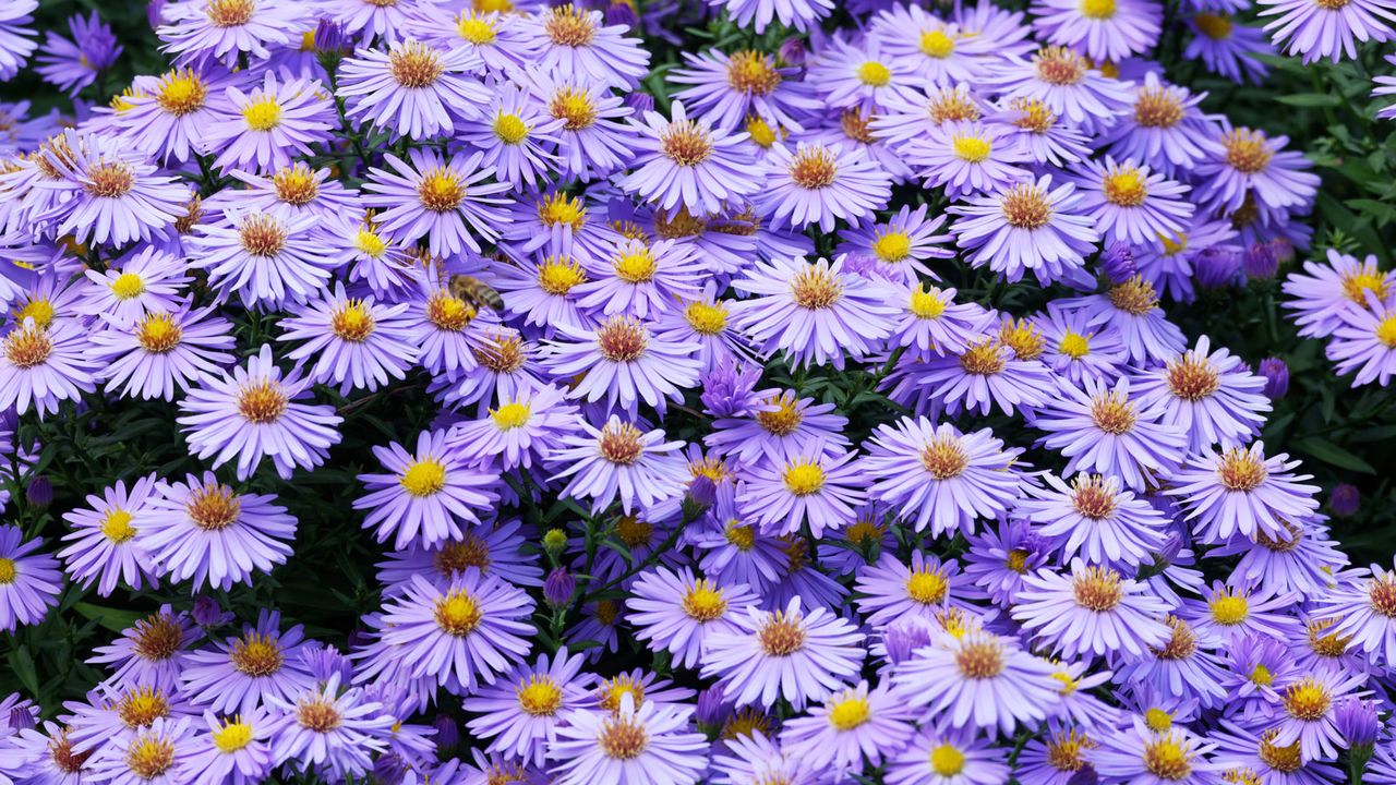 10 Flowers That Bloom In August For Late Summer Beauty | Gardening Know How