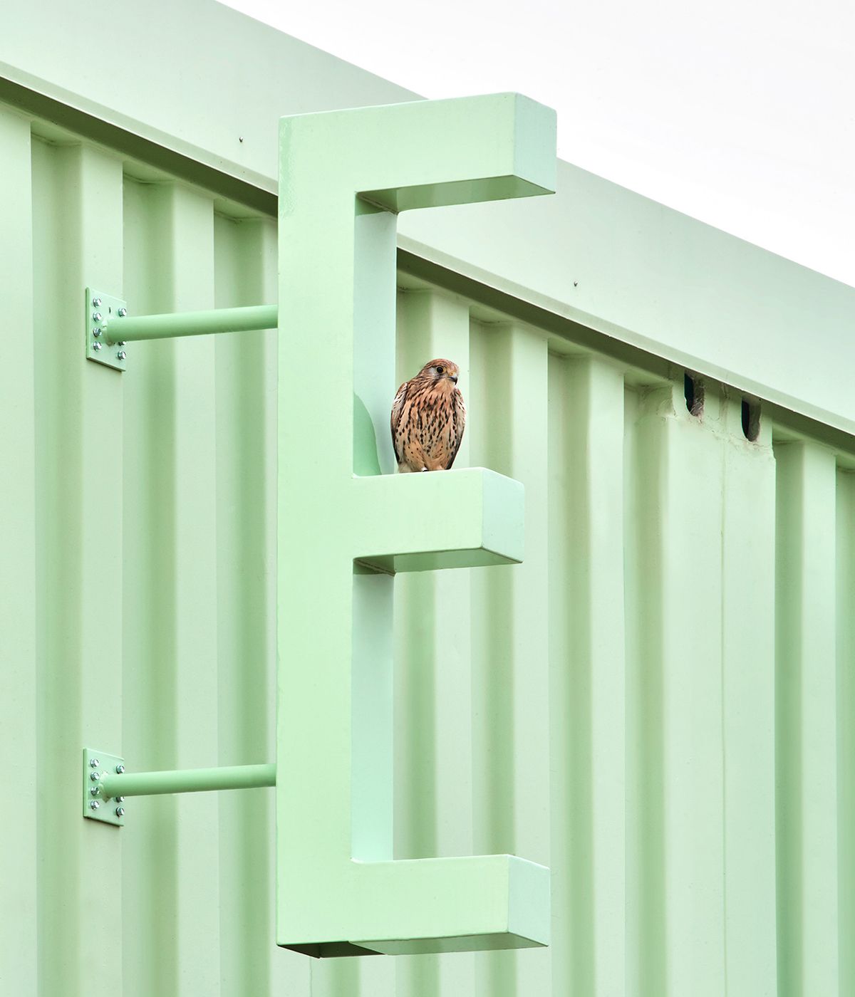 School for dogs celebrates animal architecture | Wallpaper