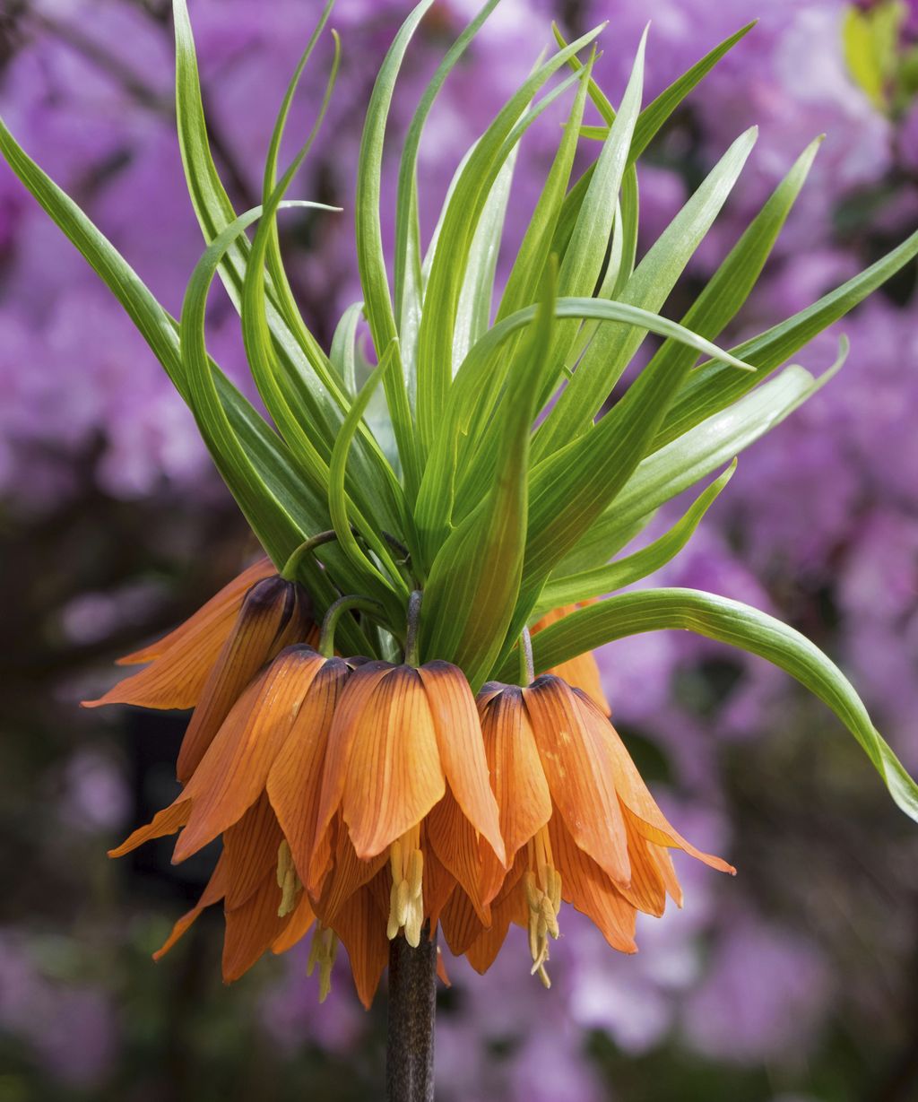 Best tropical plants: 24 top picks to give your plot an exotic look ...