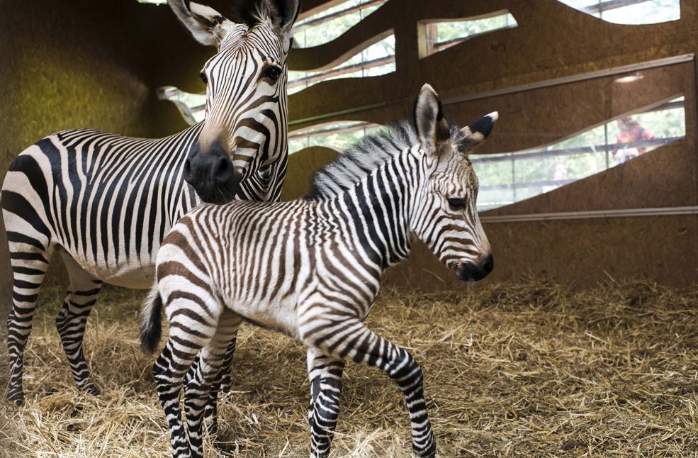 Meet the cutest zoo animals born in 2013 | The Week