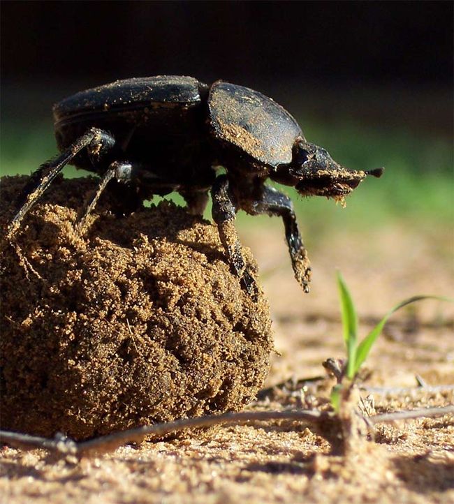 In Images: Beetles Dance on Poop Balls to Keep Cool | Live Science