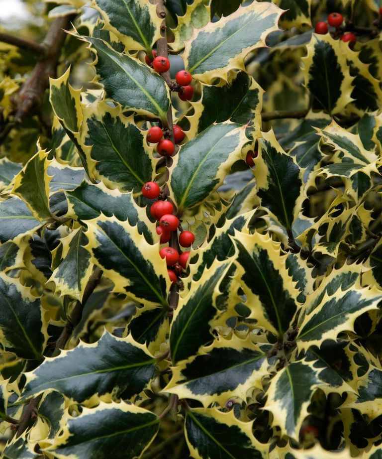 Best trees for shade: 9 top growers for shady spots | Gardeningetc