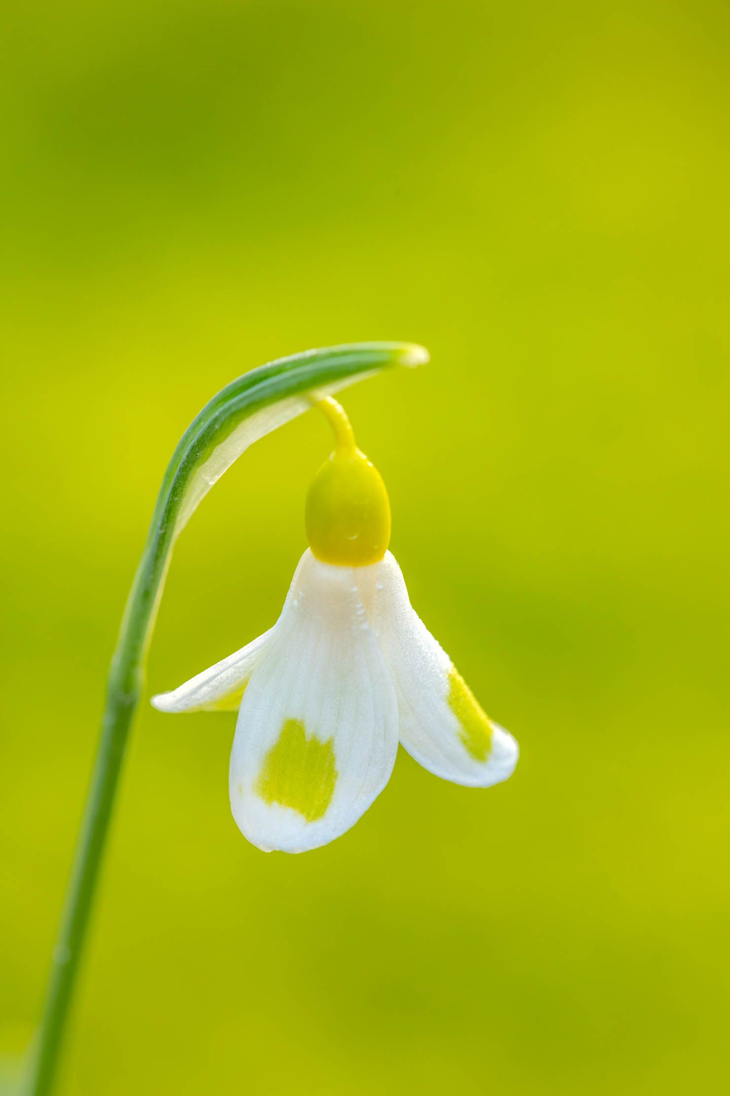 Joe Sharman, the 'King of Snowdrops', and the tale of the most ...