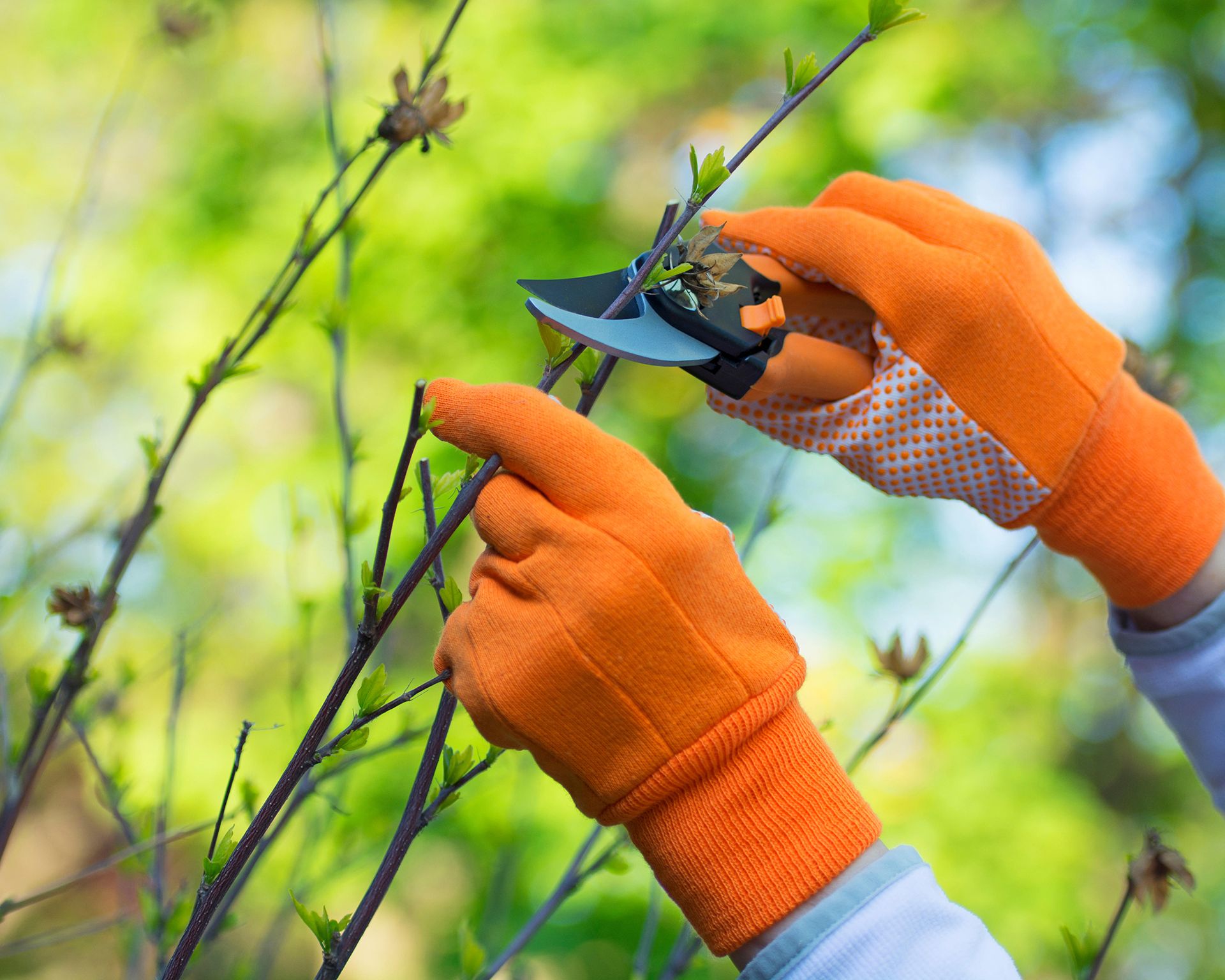 8 Plants To Prune In January: It's Worth Braving The Cold | Gardening Know How