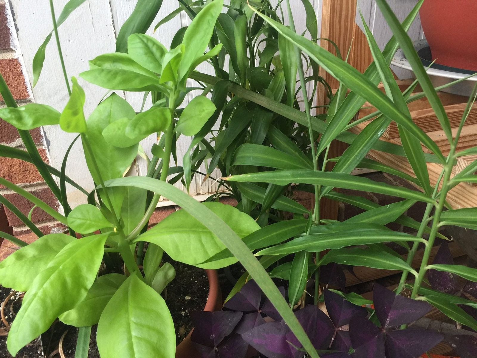 Suitable Companions For Ginger - What Can I Plant With Ginger In The ...