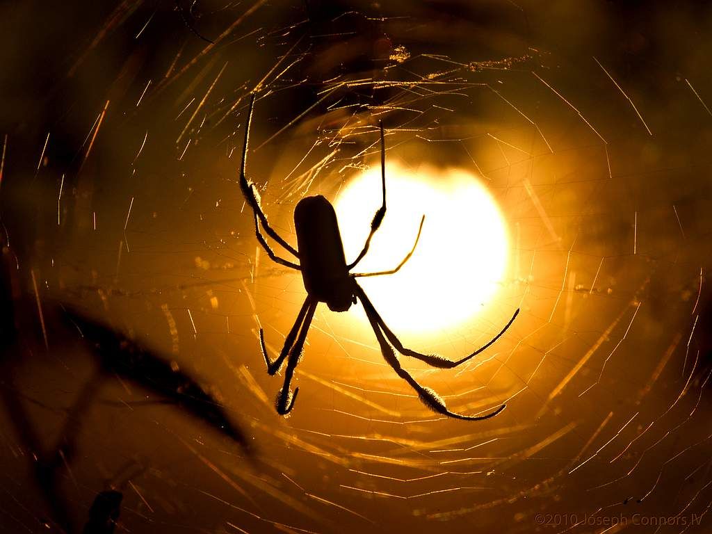 Arachtober in Action: Amazing Photos of Spiders from Around the World ...