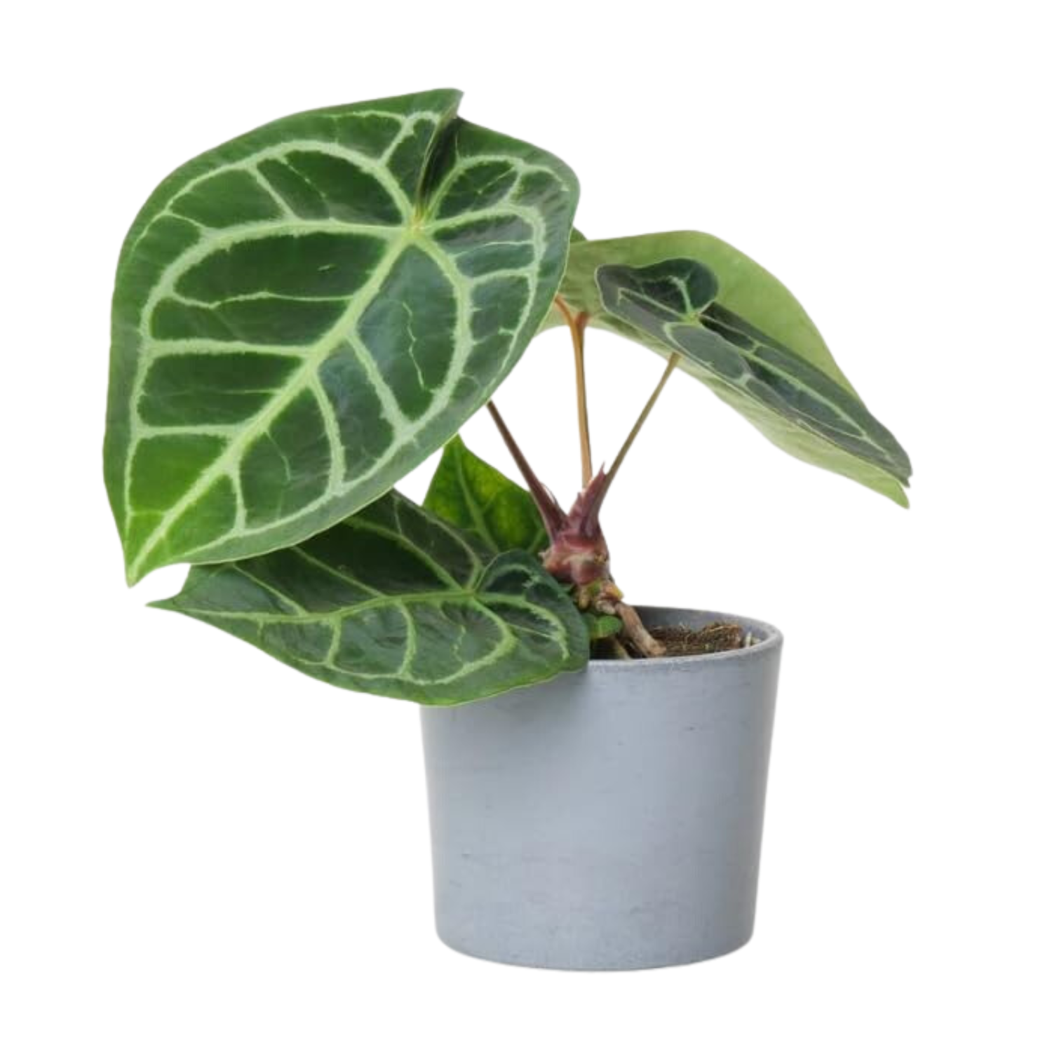 Types of Anthuriums — 5 Stylish Picks to Bring Home | Livingetc
