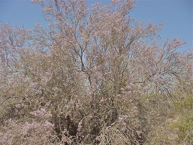 Flowering Beauty: Photos of Desert Ironwood Trees | Live Science