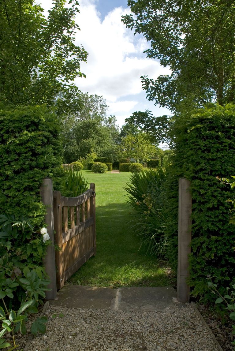Best trees for privacy – 15 ideas to screen your yard | Homes and Gardens