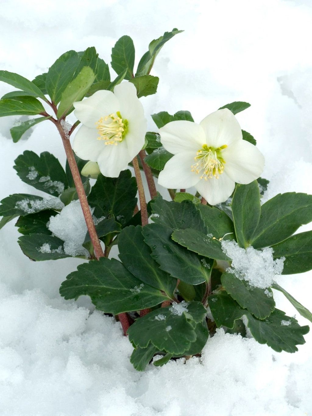 Christmas Rose: Characteristics And Caring For Christmas Rose Plants ...