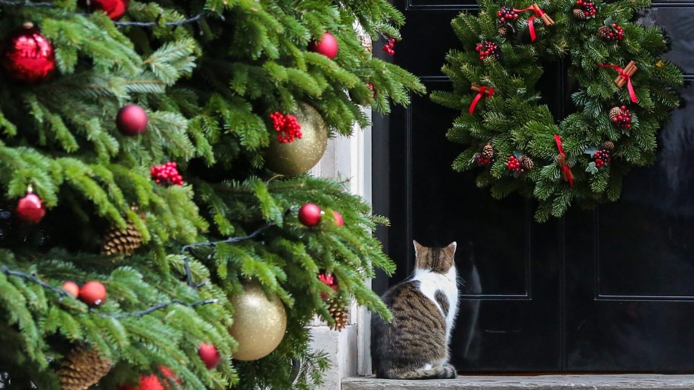 Here's all you need to know about Cat-proof Christmas trees | Woman & Home