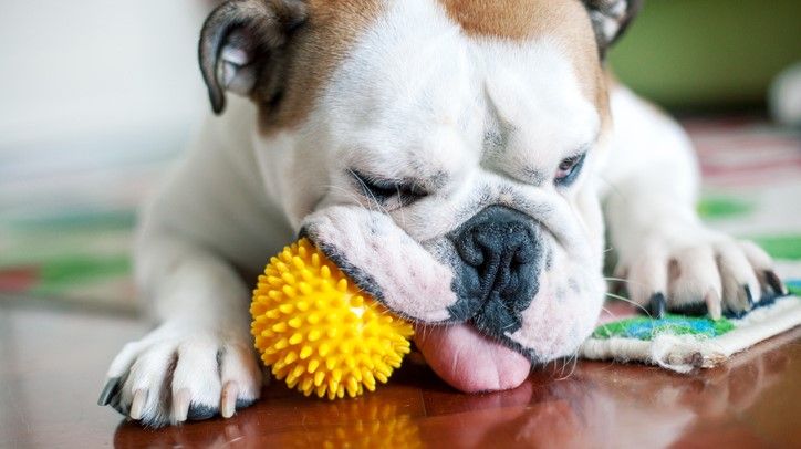 10 dogs that chew the most | PetsRadar