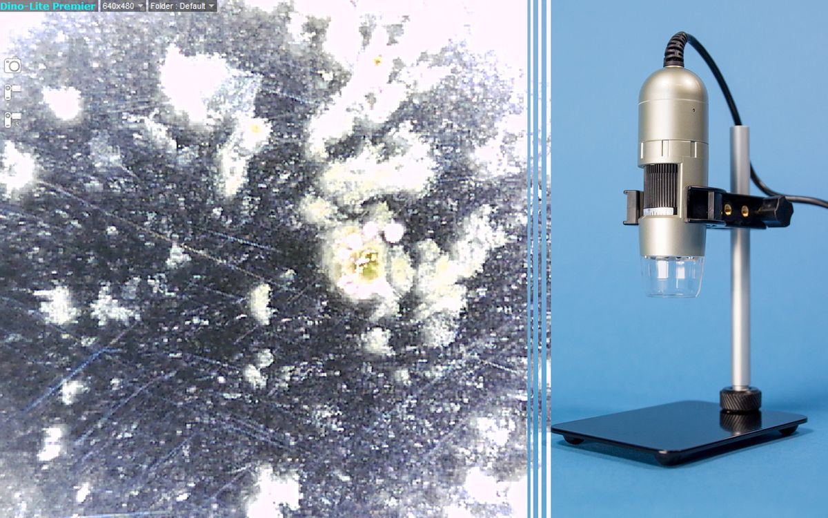 Yes, You Can See Tardigrades with a Cheap Optical Microscope | Live Science