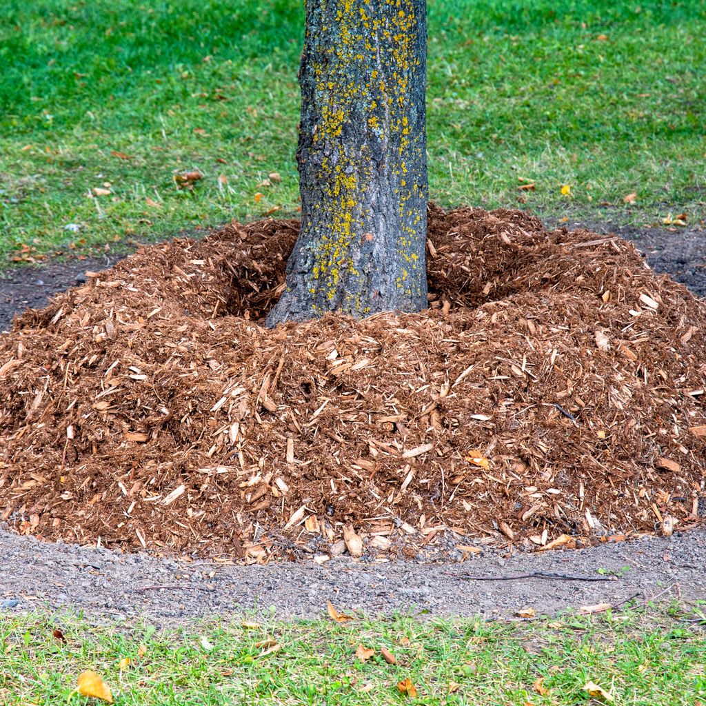 Tips & Information about Mulch | Gardening Know How
