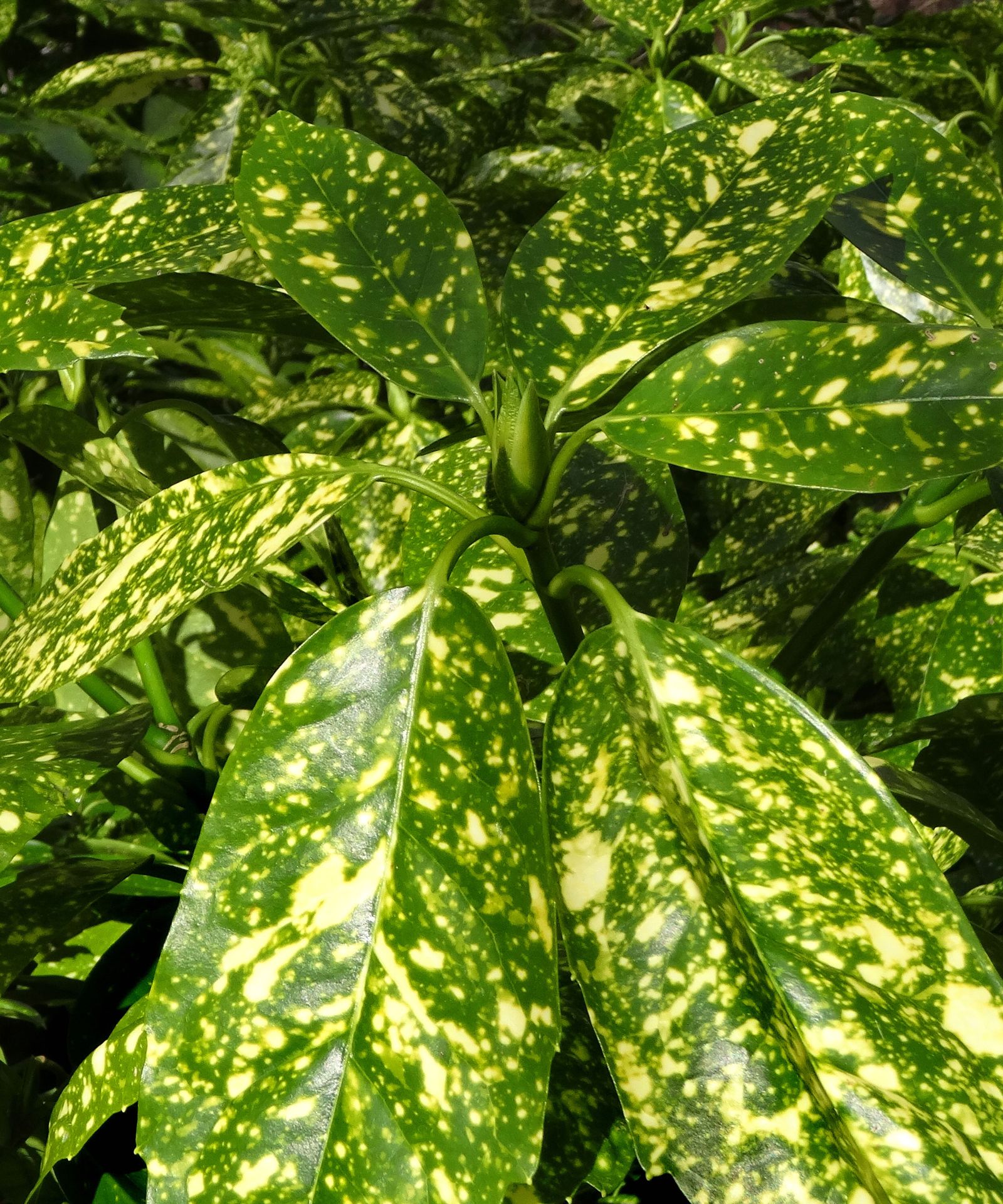 Prettiest evergreen plants: 10 beauties for year-round interest | Homes ...