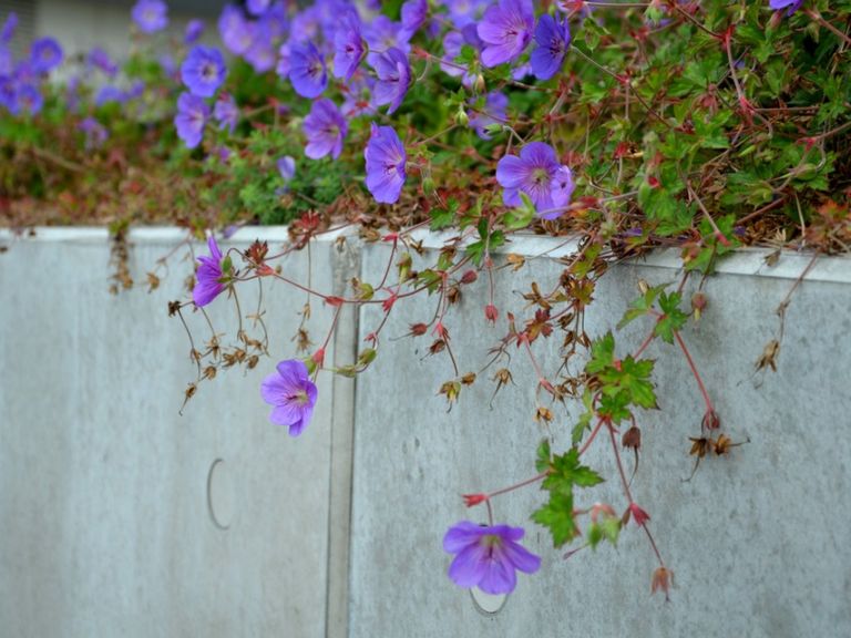 Spindly Geraniums - What To Do With Leggy Geraniums | Gardening Know How