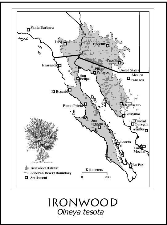 Flowering Beauty: Photos of Desert Ironwood Trees | Live Science