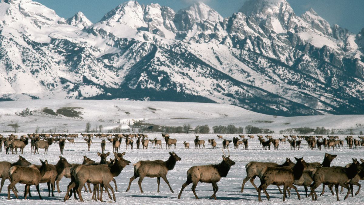 How to enjoy elk rutting season safely | Advnture
