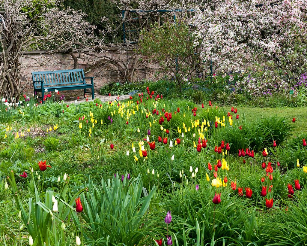 Planting bulbs for spring: a complete guide | Gardeningetc