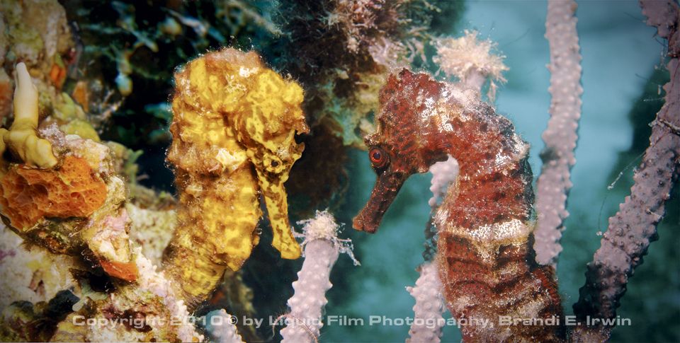 Gallery of Glowing Sea Creatures | Live Science